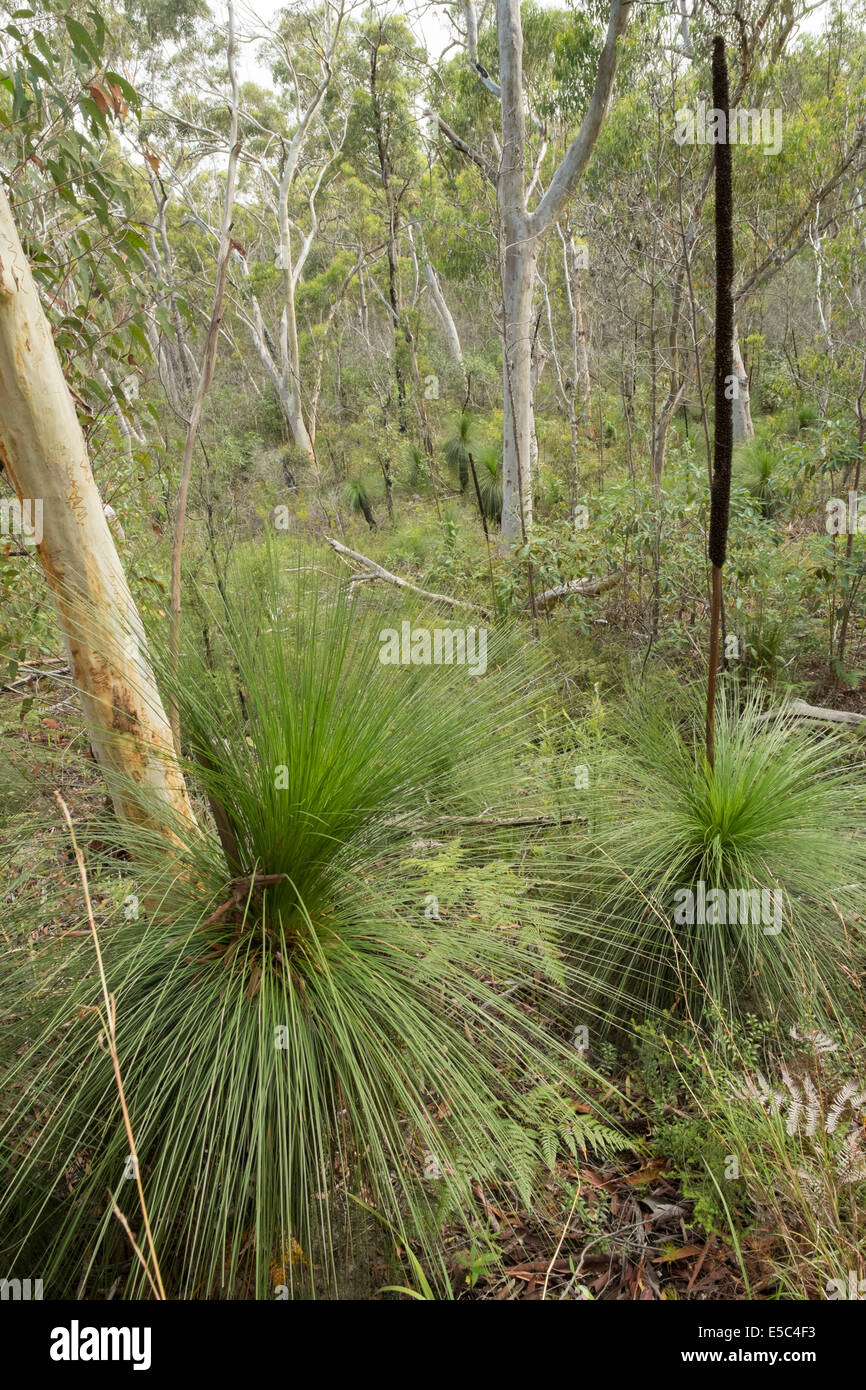 Grasstree High Resolution Stock Photography and Images - Alamy