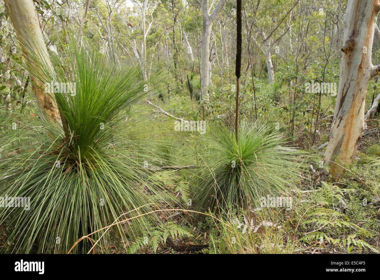 Grasstree High Resolution Stock Photography and Images - Alamy