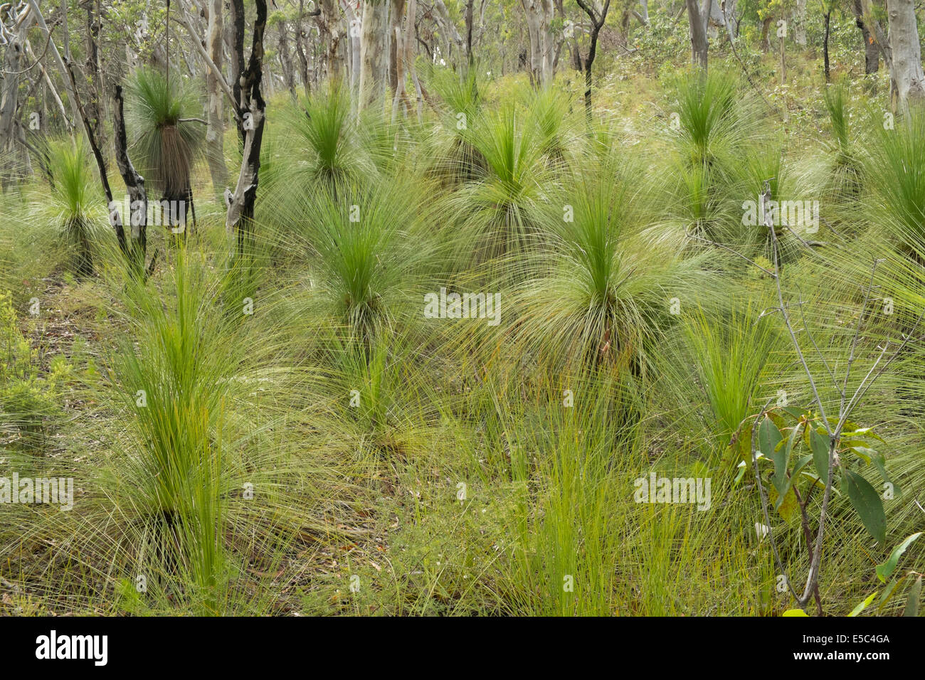 Grasstree High Resolution Stock Photography and Images - Alamy
