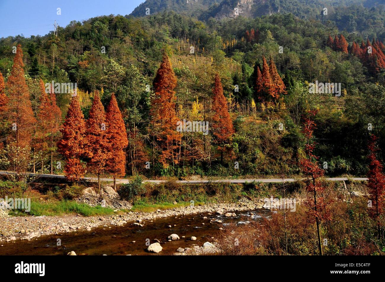 SICHUAN PROVINCE, CHINA: Unusual San Shou trees with bright rust ...