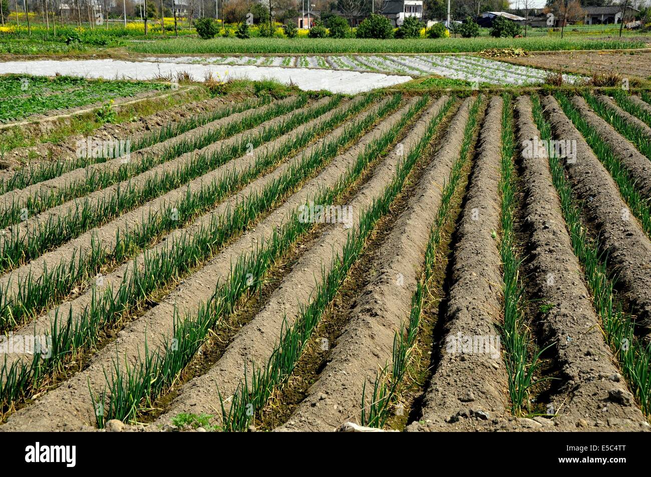 Pengzhou, China: Rows on onion plants separated by earthen berms on a ...