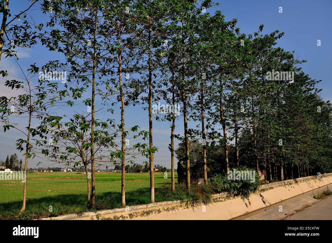 PENGZHOU, CHINA: A long row of trees lines an irrigation canal running ...