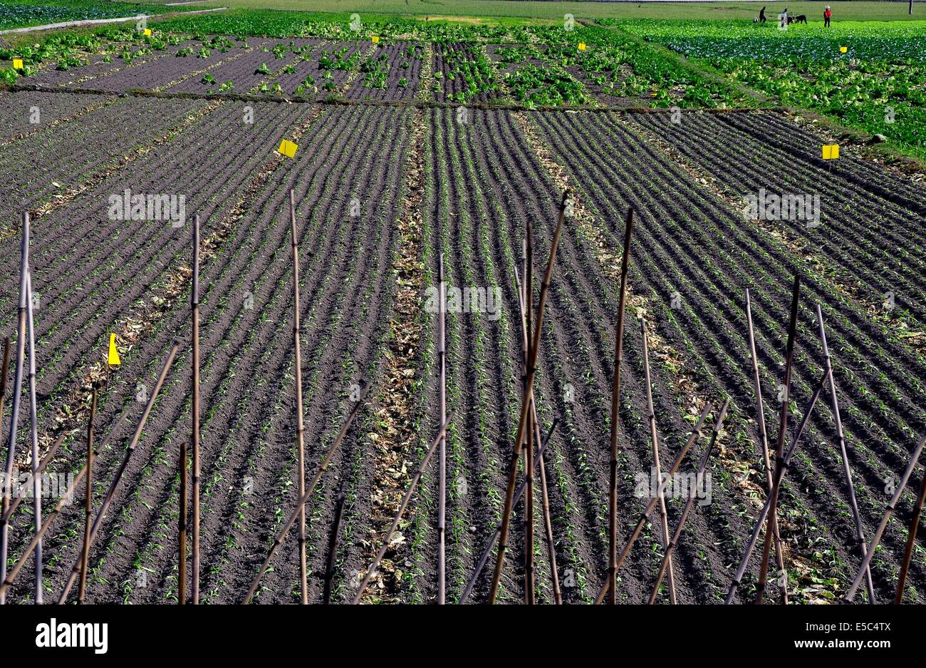 Plowed rows hi-res stock photography and images - Alamy