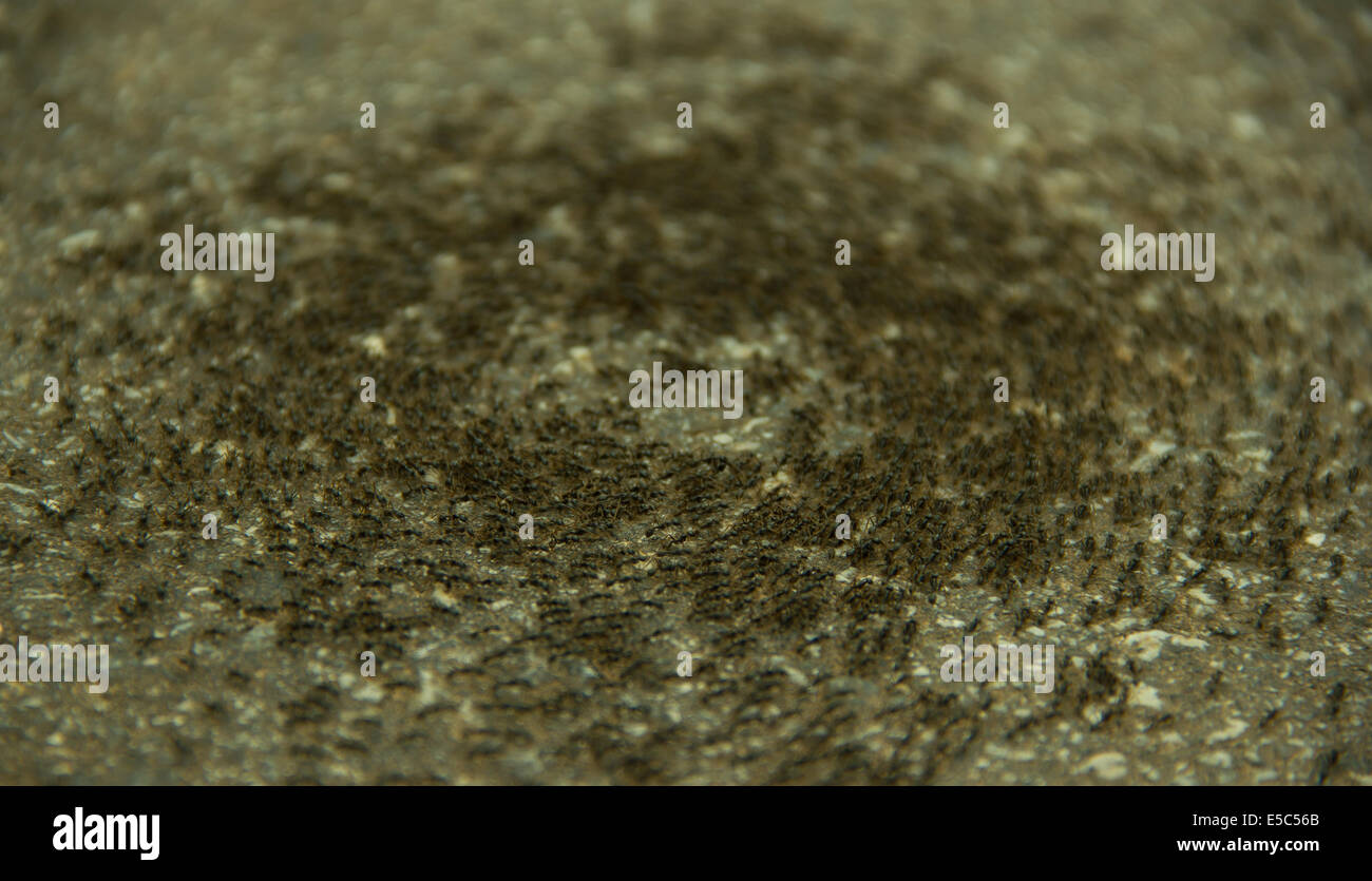 Ant Death Circle Stock Photo - Alamy