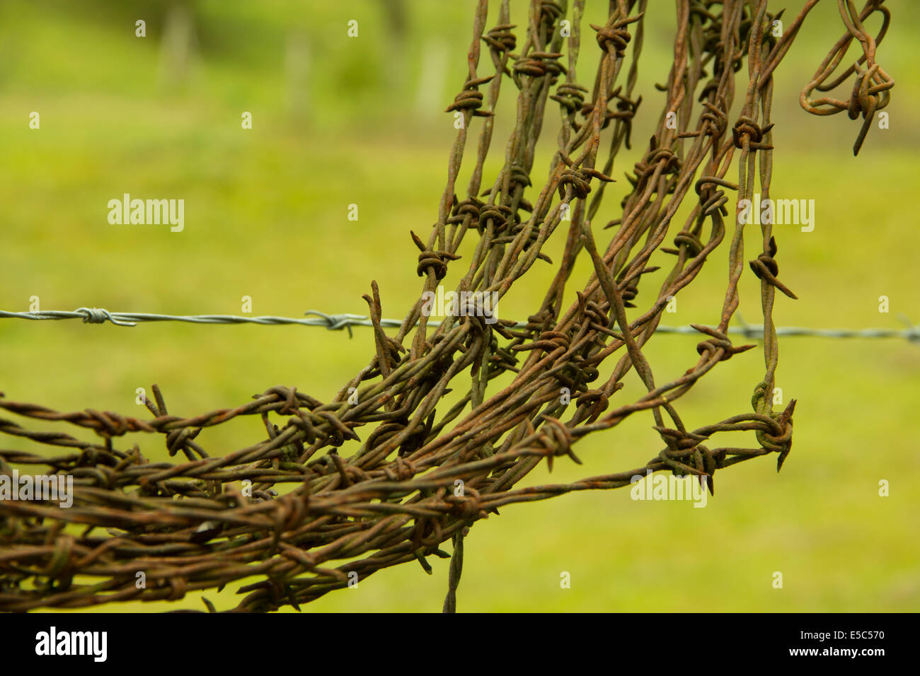 The old barbed wire rolled after long use, and the new in place Stock ...