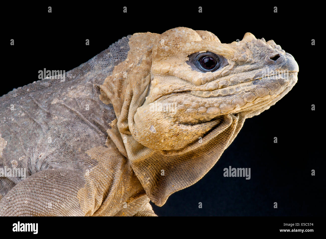 Rhinoceros Iguana / Cyclura cornuta Stock Photo - Alamy
