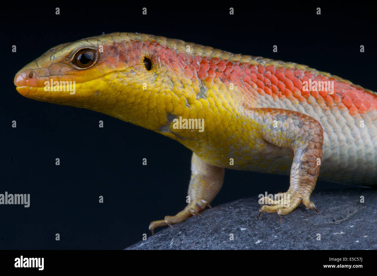 Golden sun skink / Eutropis multifasciata Stock Photo - Alamy