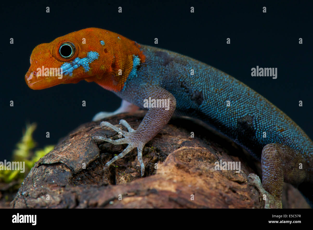 Dwarf gecko pet hi-res stock photography and images - Alamy