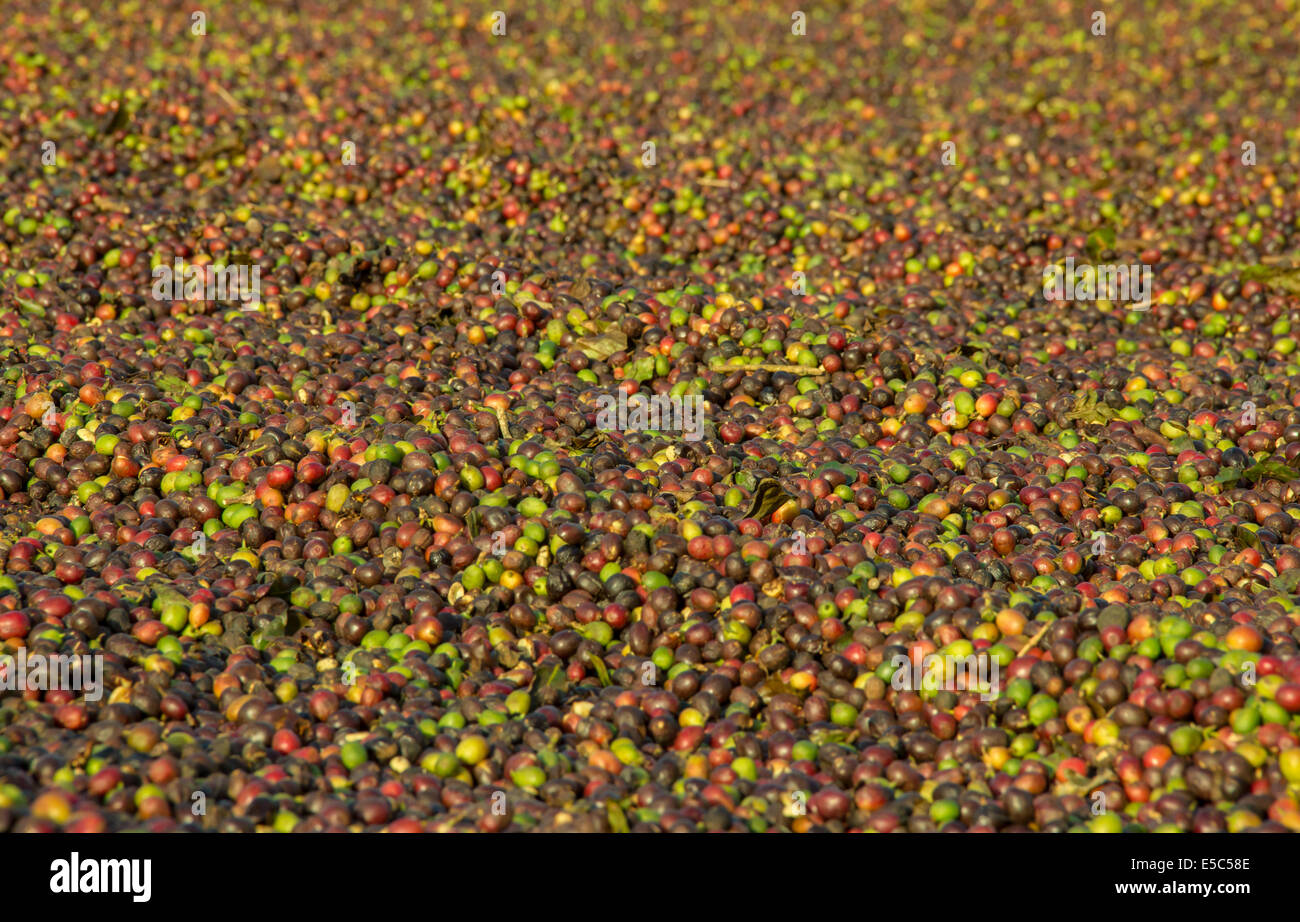 Coffee drying process hi-res stock photography and images - Alamy