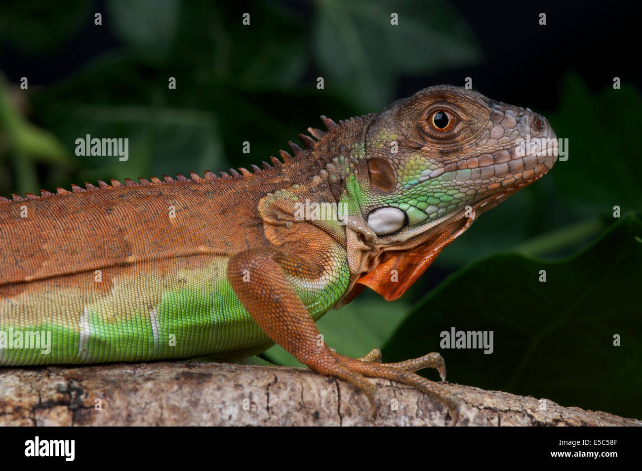 Iguana iguana hi-res stock photography and images - Alamy