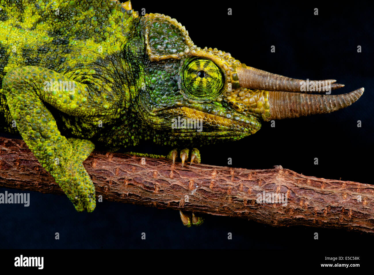 Jackson Chameleon / Trioceros jacksonii xantholophus Stock Photo - Alamy