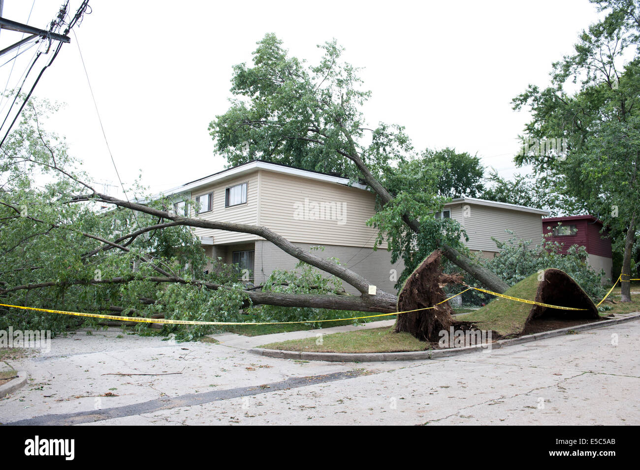 A large tree fell over onto a home after a wind storm Stock Photo - Alamy