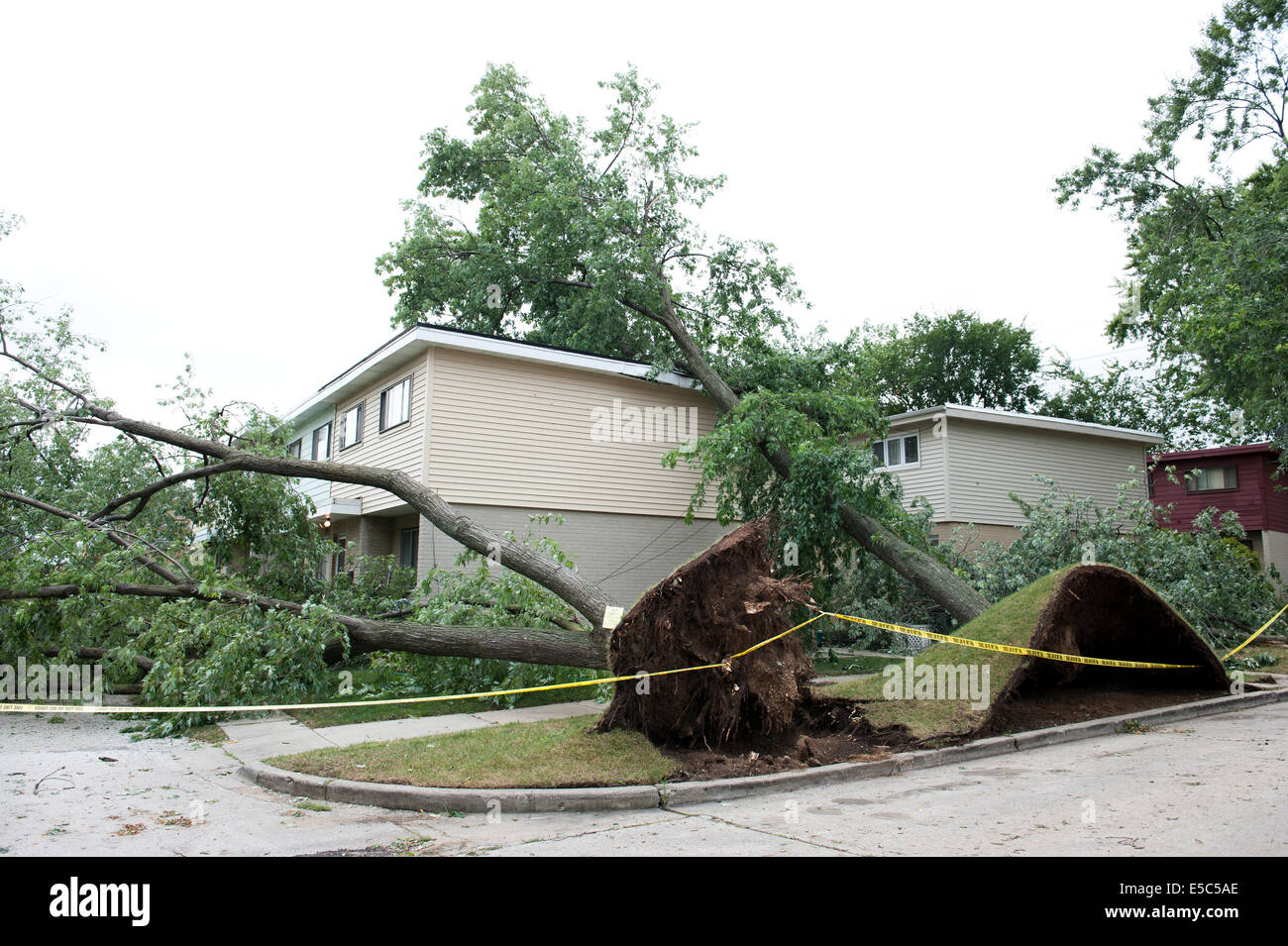 A large tree fell over onto a home after a wind storm Stock Photo - Alamy