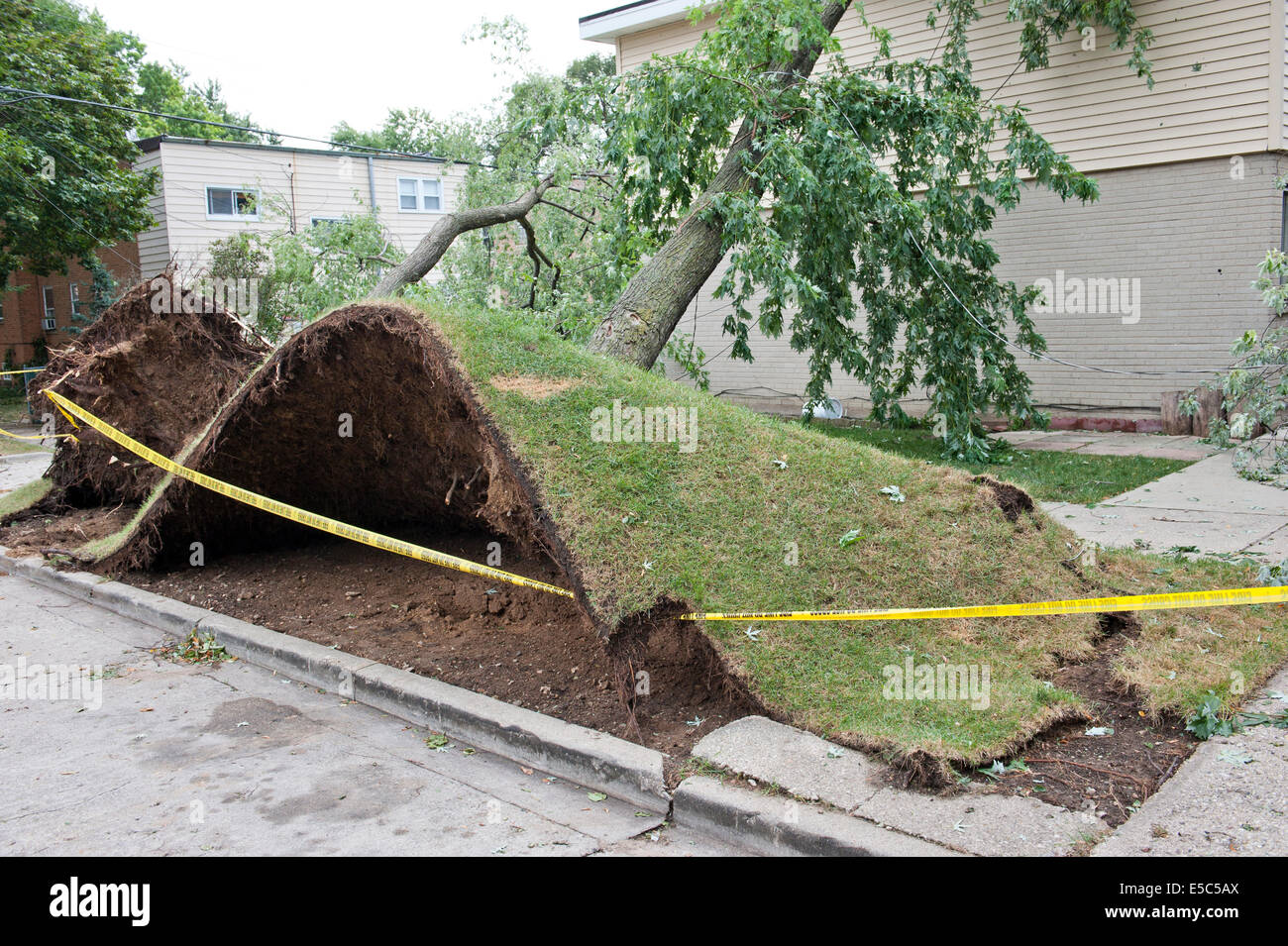 A large tree fell over onto a home after a wind storm Stock Photo - Alamy