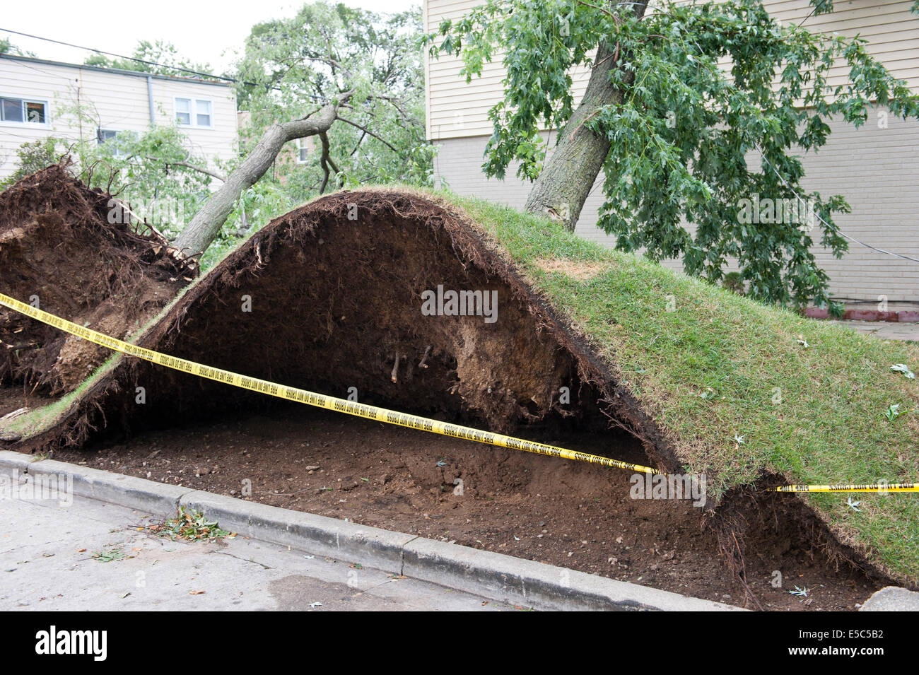 A large tree fell over onto a home after a wind storm Stock Photo - Alamy