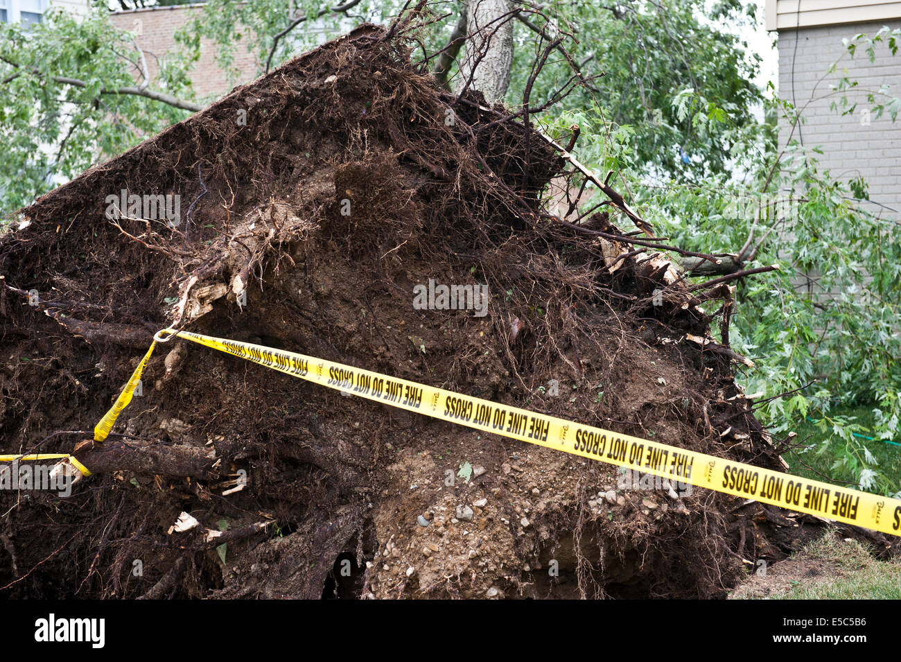 Fell large trees hi-res stock photography and images - Alamy