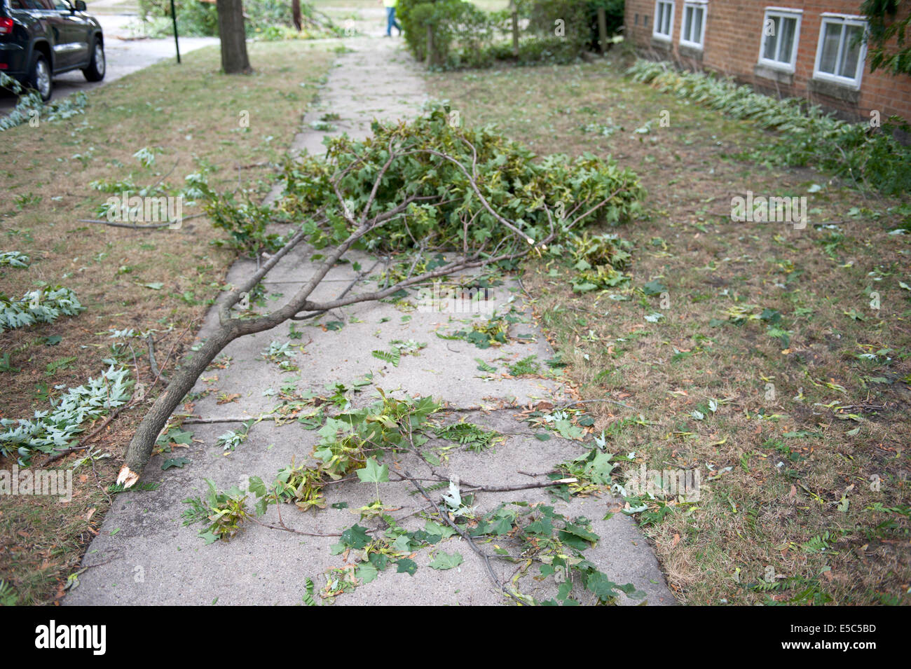 A broken tree branch on a walking path Stock Photo - Alamy
