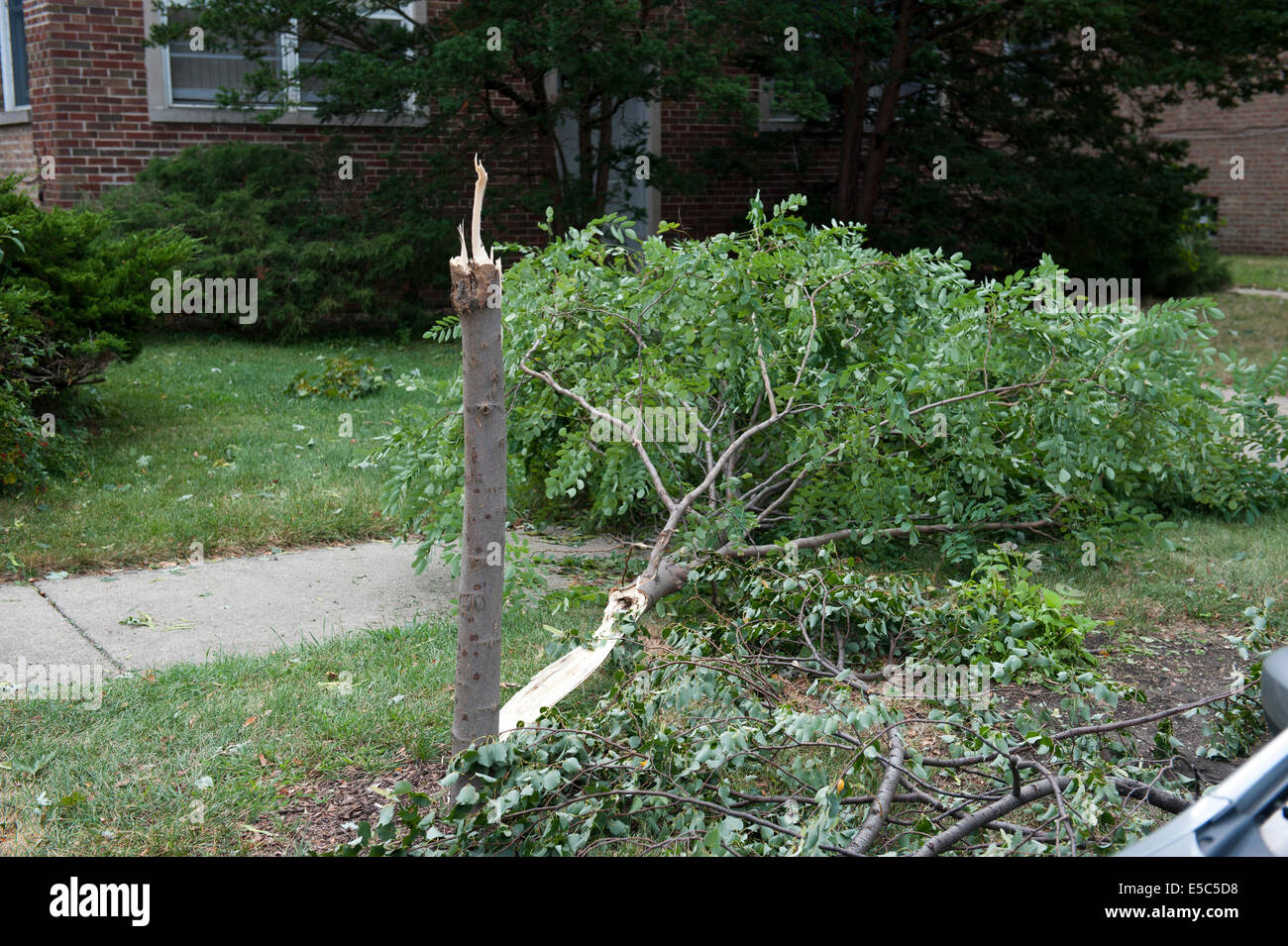 Broken tree stump in front of a home on a cloudy day Stock Photo - Alamy
