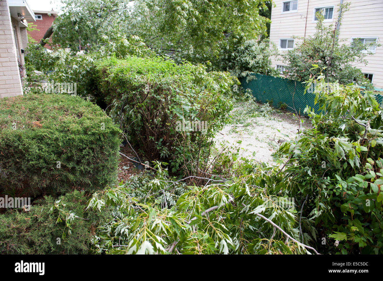 Broken shrubs damaged by a strong wind on a cloudy day Stock Photo - Alamy