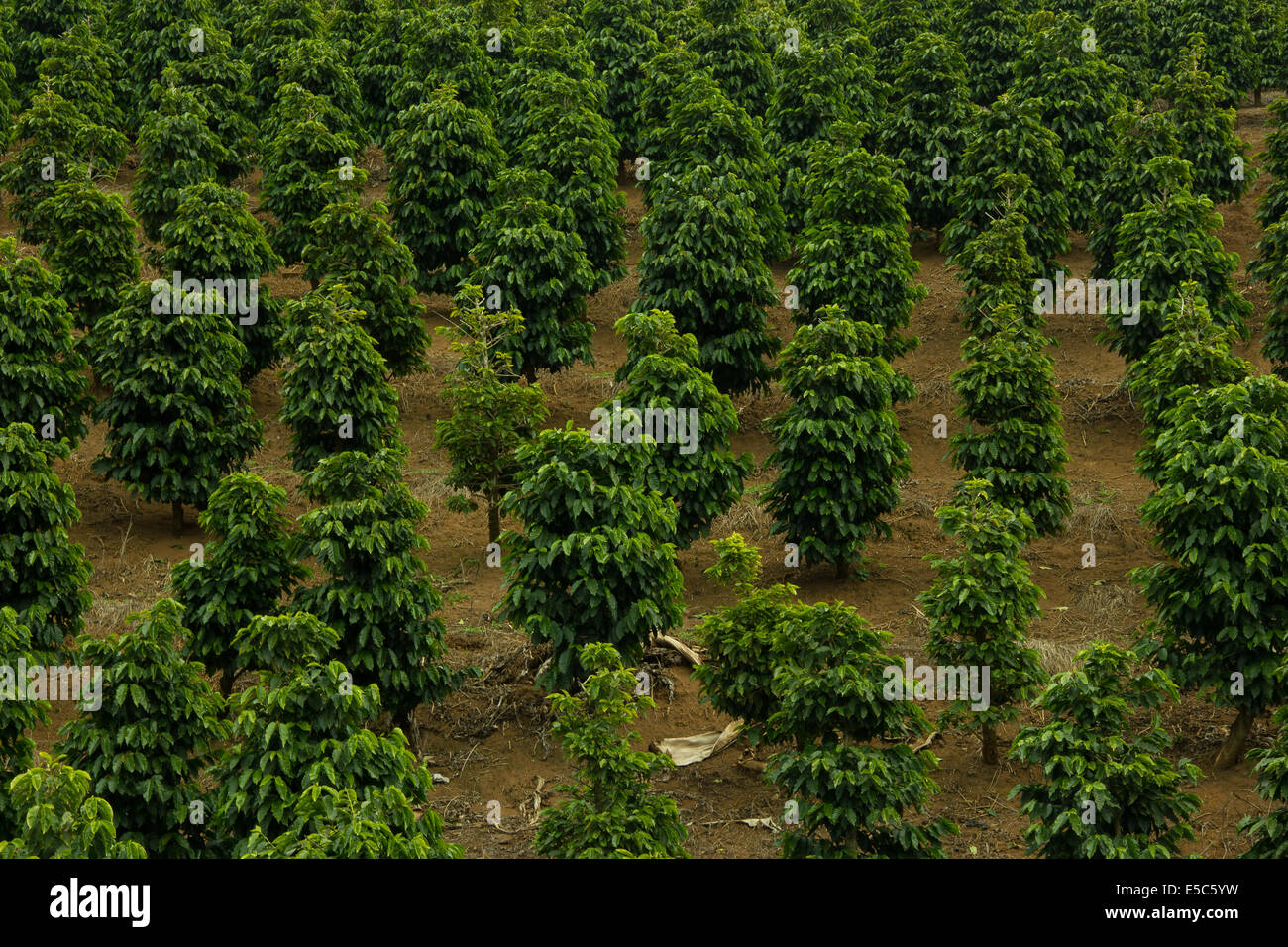 Coffee plantation brazil hi-res stock photography and images - Alamy