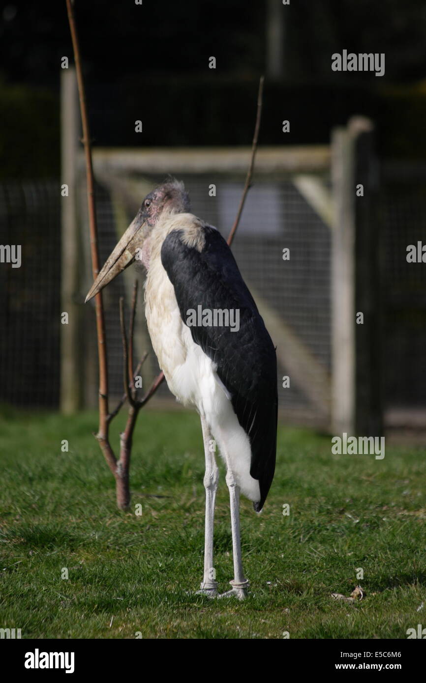Malibu stork hi-res stock photography and images - Alamy