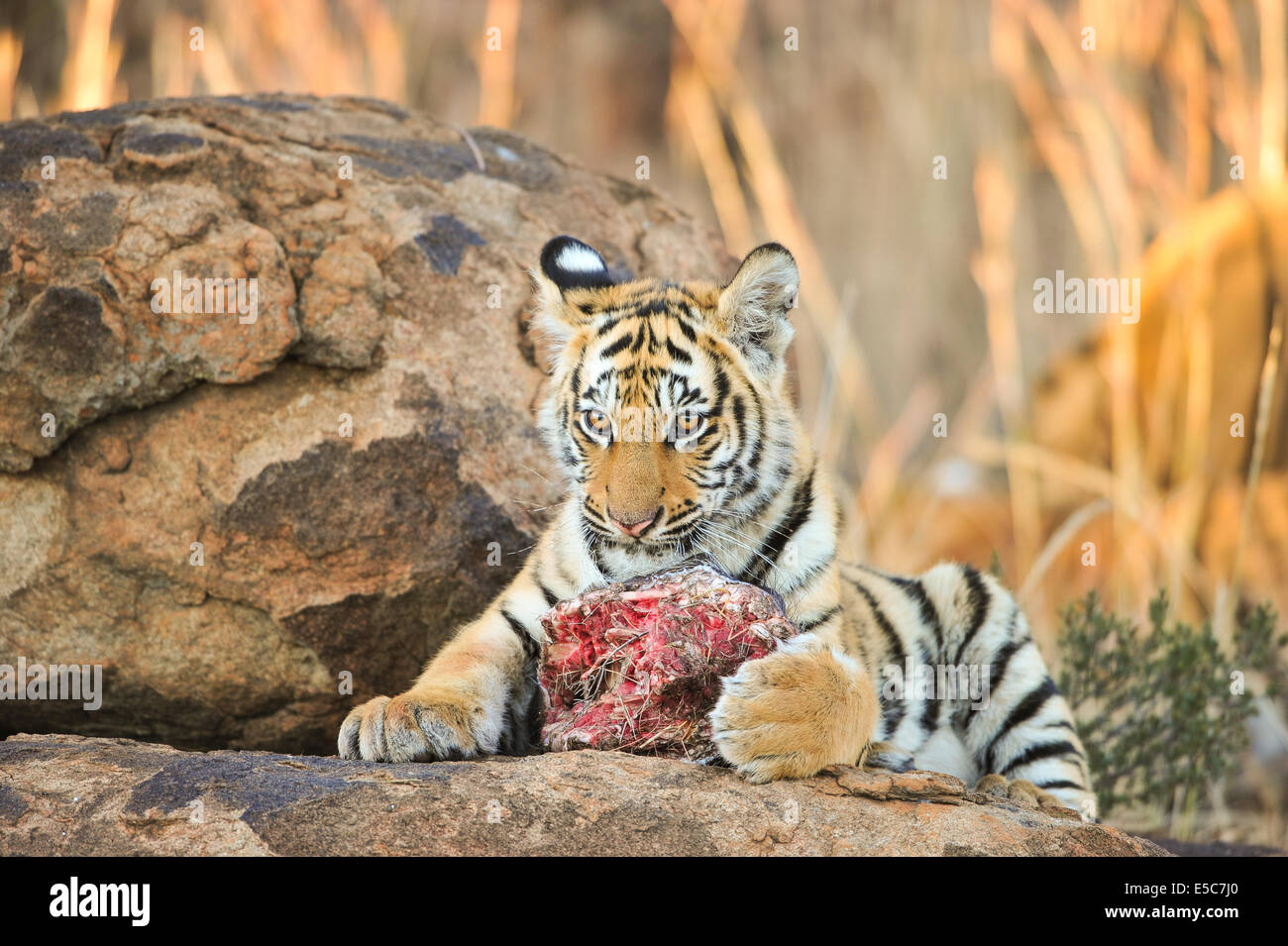 Tiger meat eat hi-res stock photography and images - Alamy