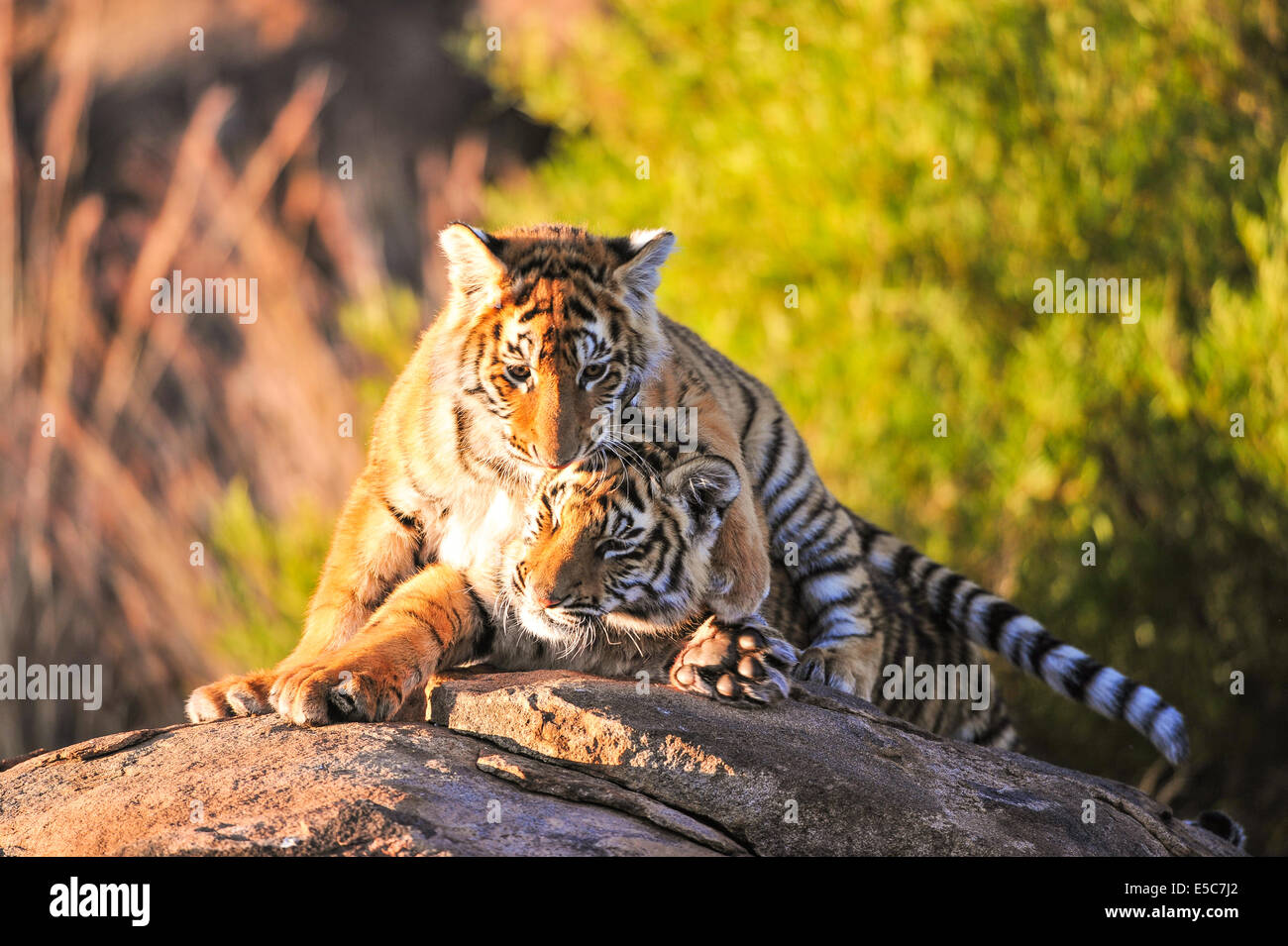 Tiger habitat loss india hi-res stock photography and images - Alamy