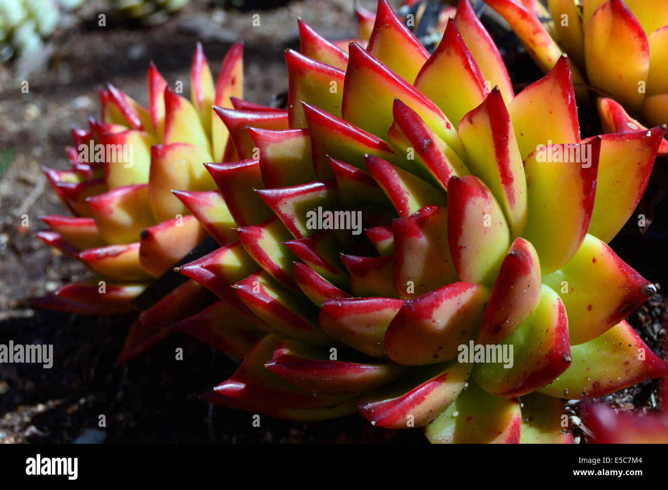 A cactus in the gardens of the Getty Institute and Museum in Los ...