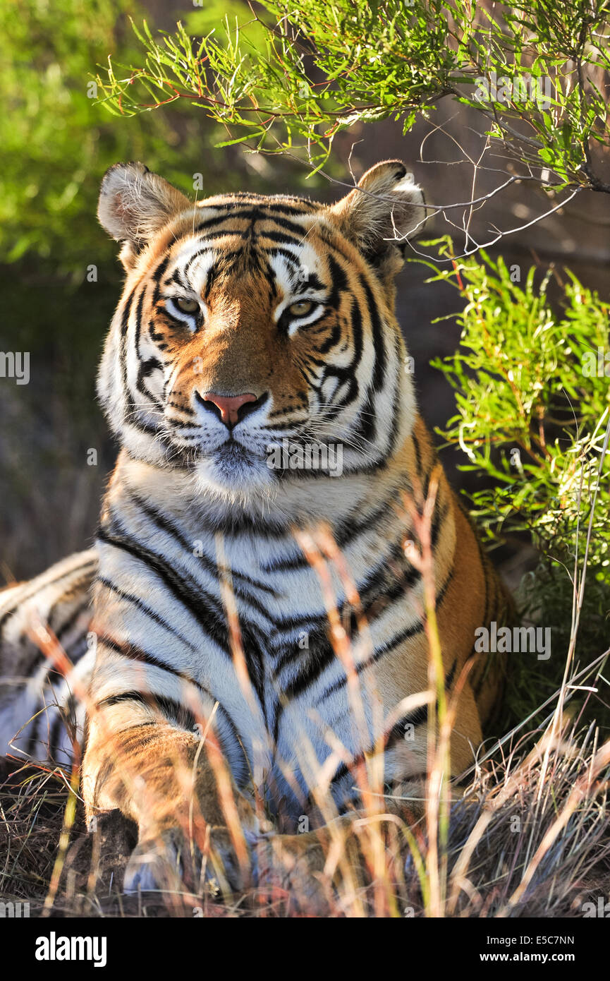 India wildlife hi-res stock photography and images - Alamy