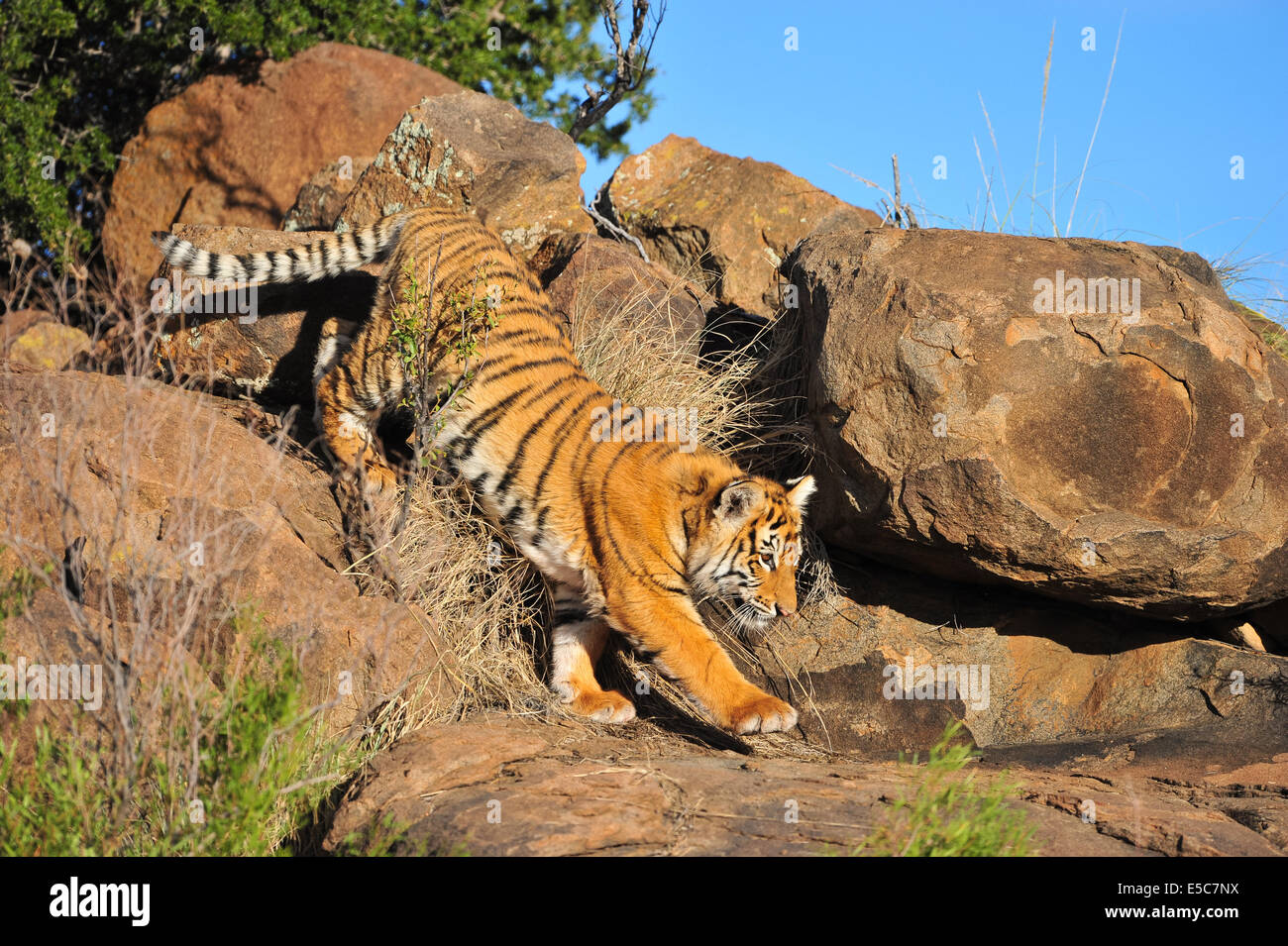 Tiger habitat loss india hi-res stock photography and images - Alamy