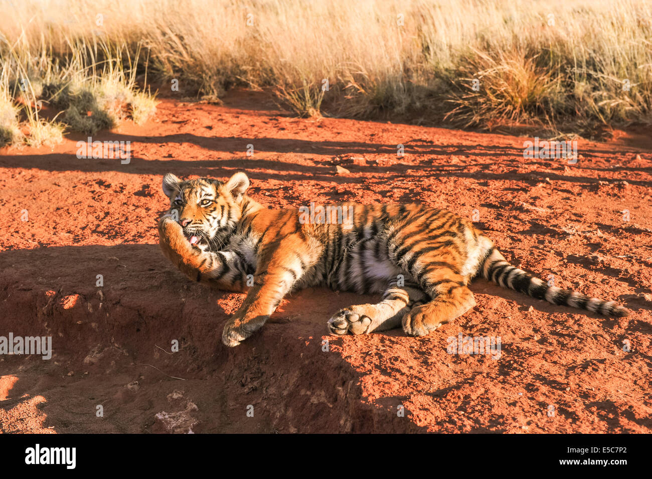 Tiger habitat loss india hi-res stock photography and images - Alamy
