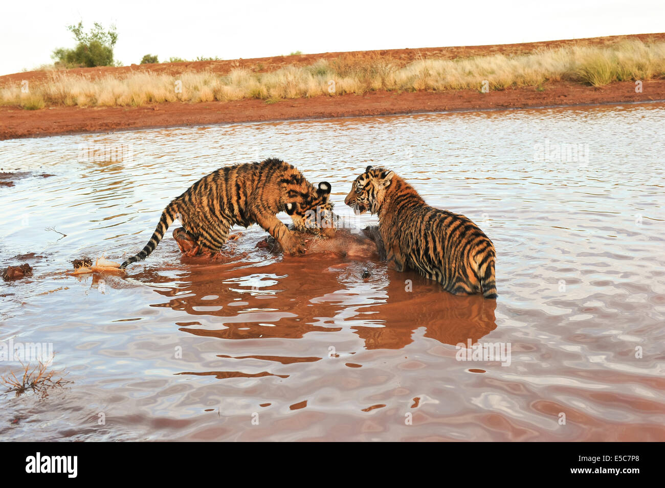 Tiger habitat loss india hi-res stock photography and images - Alamy