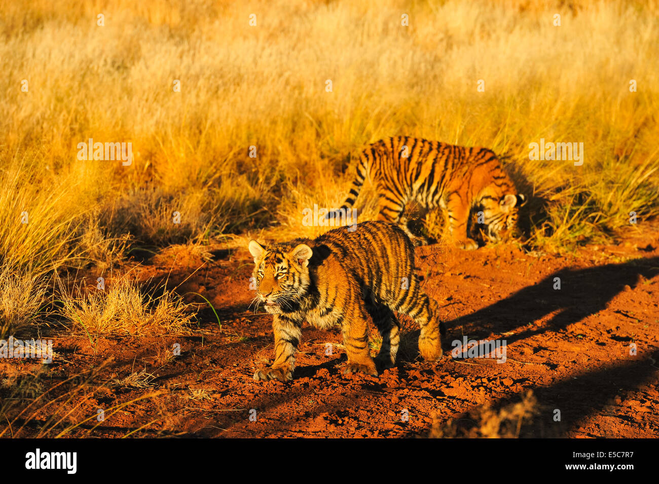 Tiger poaching hi-res stock photography and images - Alamy