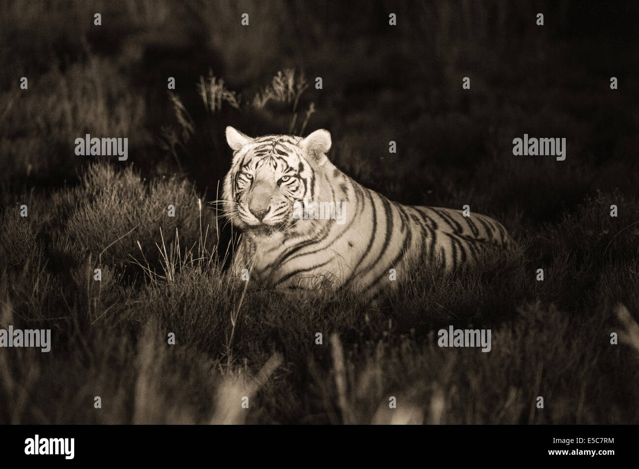 Tiger habitat loss india hi-res stock photography and images - Alamy