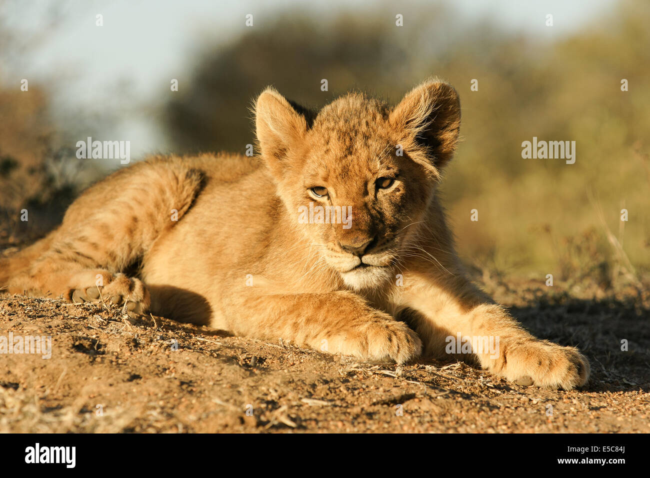 Baby lion close up portrait hi-res stock photography and images - Alamy