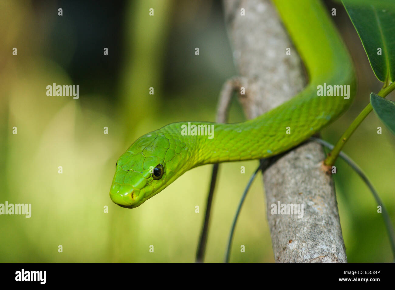 Mamba snake hi-res stock photography and images - Alamy