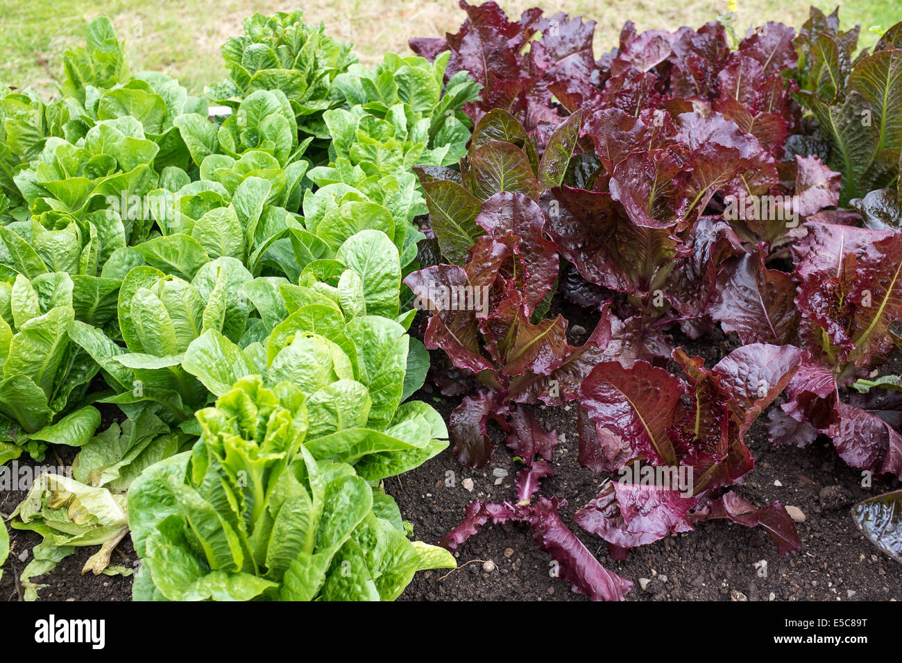 Lettuce growing in kitchen garden Stock Photo - Alamy