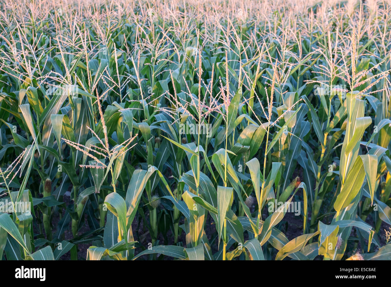 Corn field, France Stock Photo - Alamy
