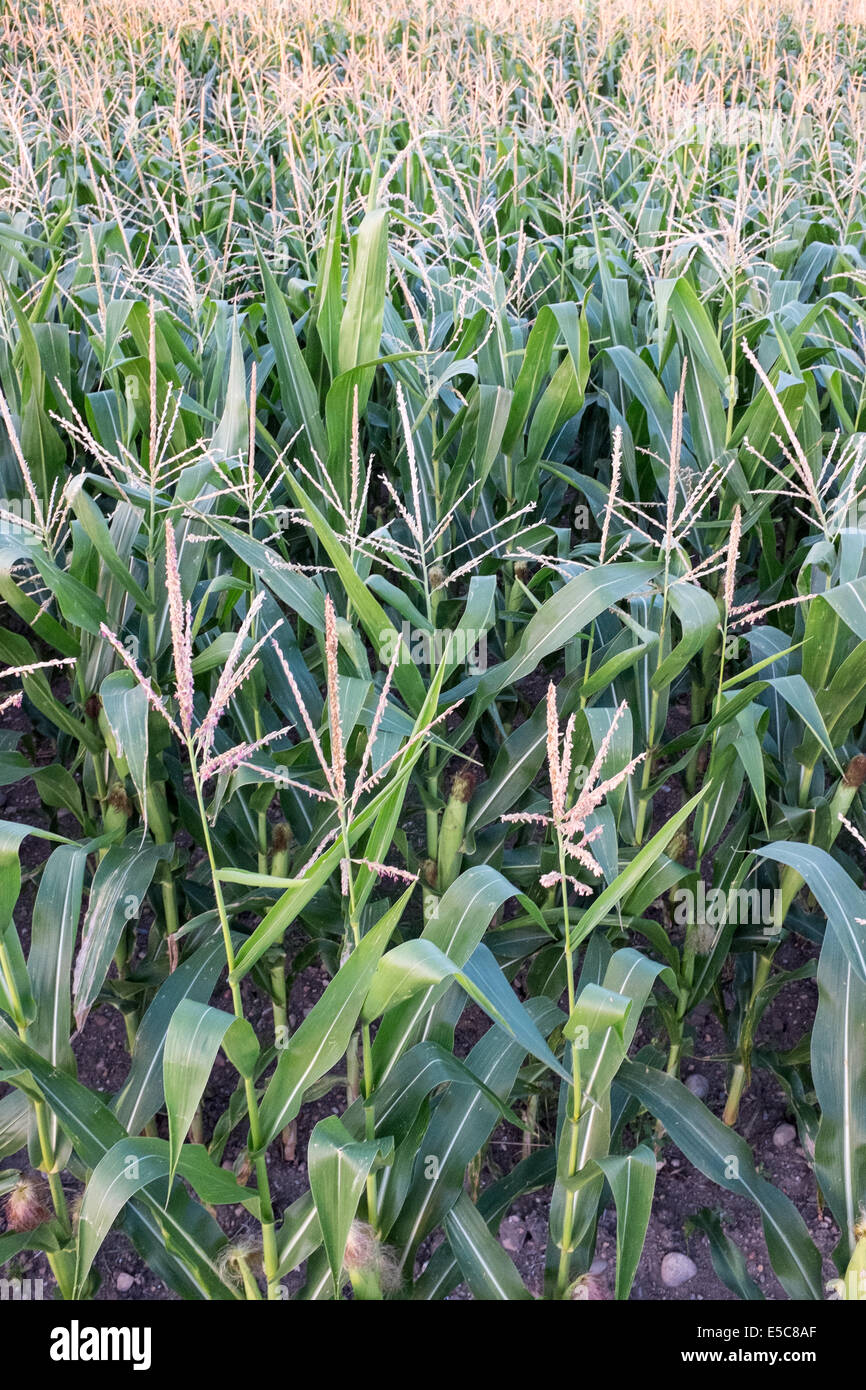 Corn field, France Stock Photo - Alamy