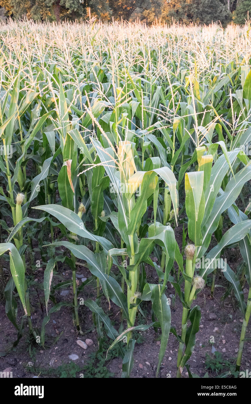 Corn field, France Stock Photo - Alamy
