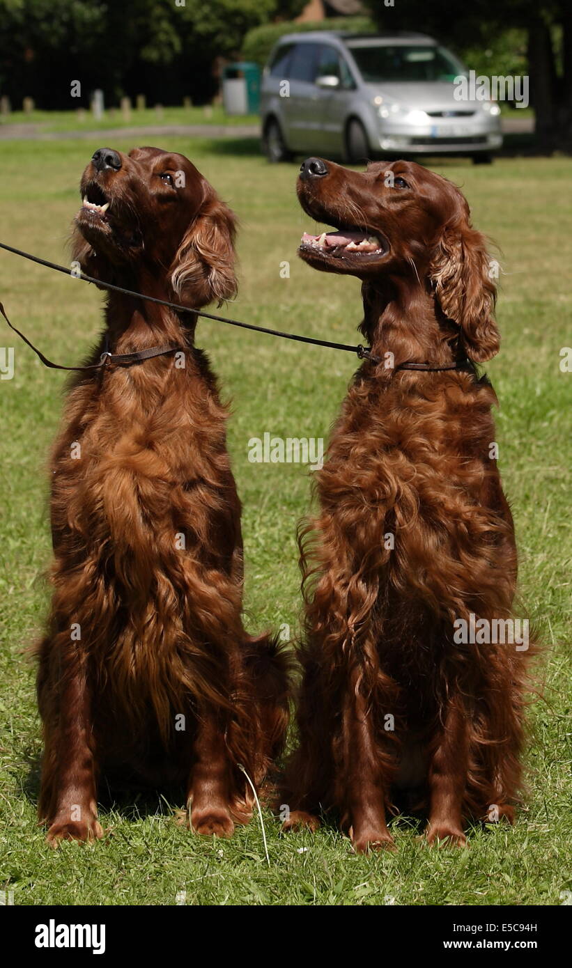 Red setters hi-res stock photography and images - Alamy