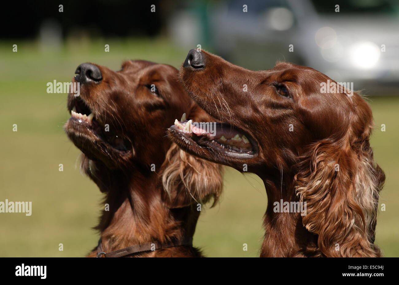 Red setters hi-res stock photography and images - Alamy