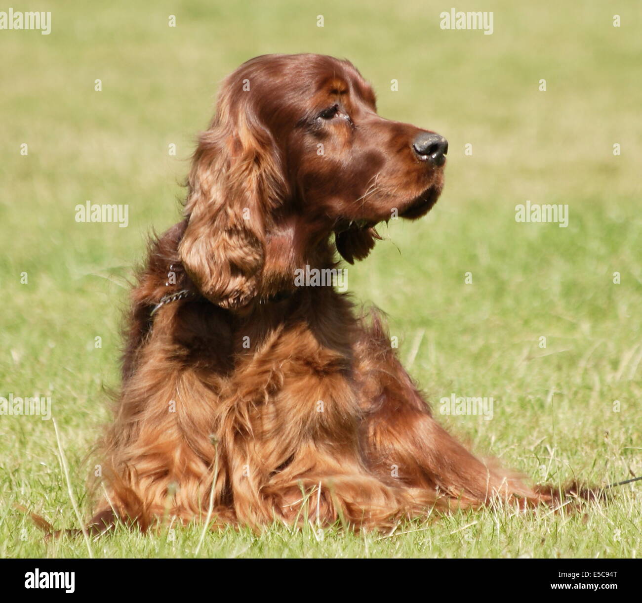 Red setter hi-res stock photography and images - Alamy