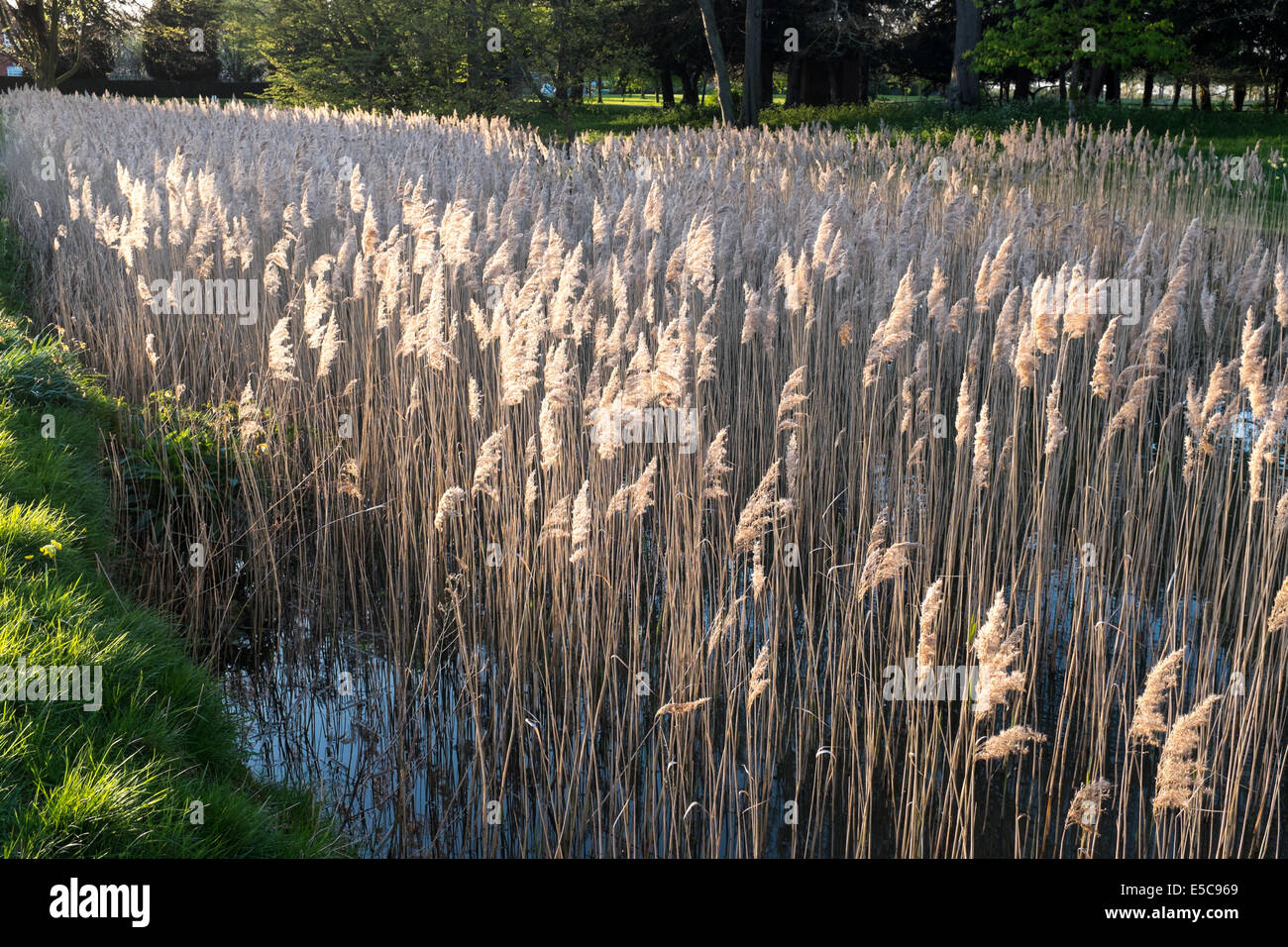 Grasses growing in lake hi-res stock photography and images - Alamy