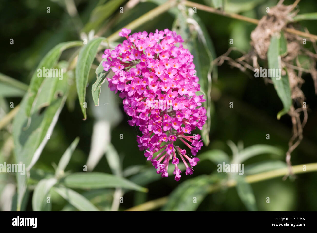 Purple butterfly bush (buddleja sp.) flower Stock Photo - Alamy