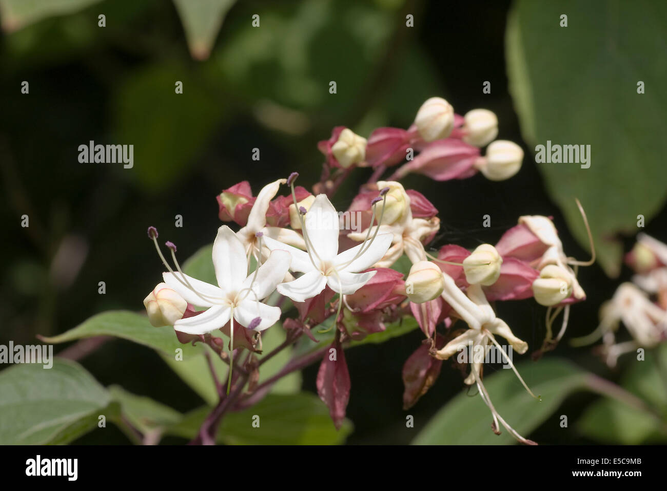 Flowers of a Clerodendrum trichotomum (harlequin glorybower, glorytree ...