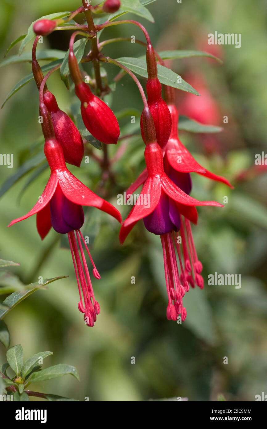 Fuchsia sp hi-res stock photography and images - Alamy