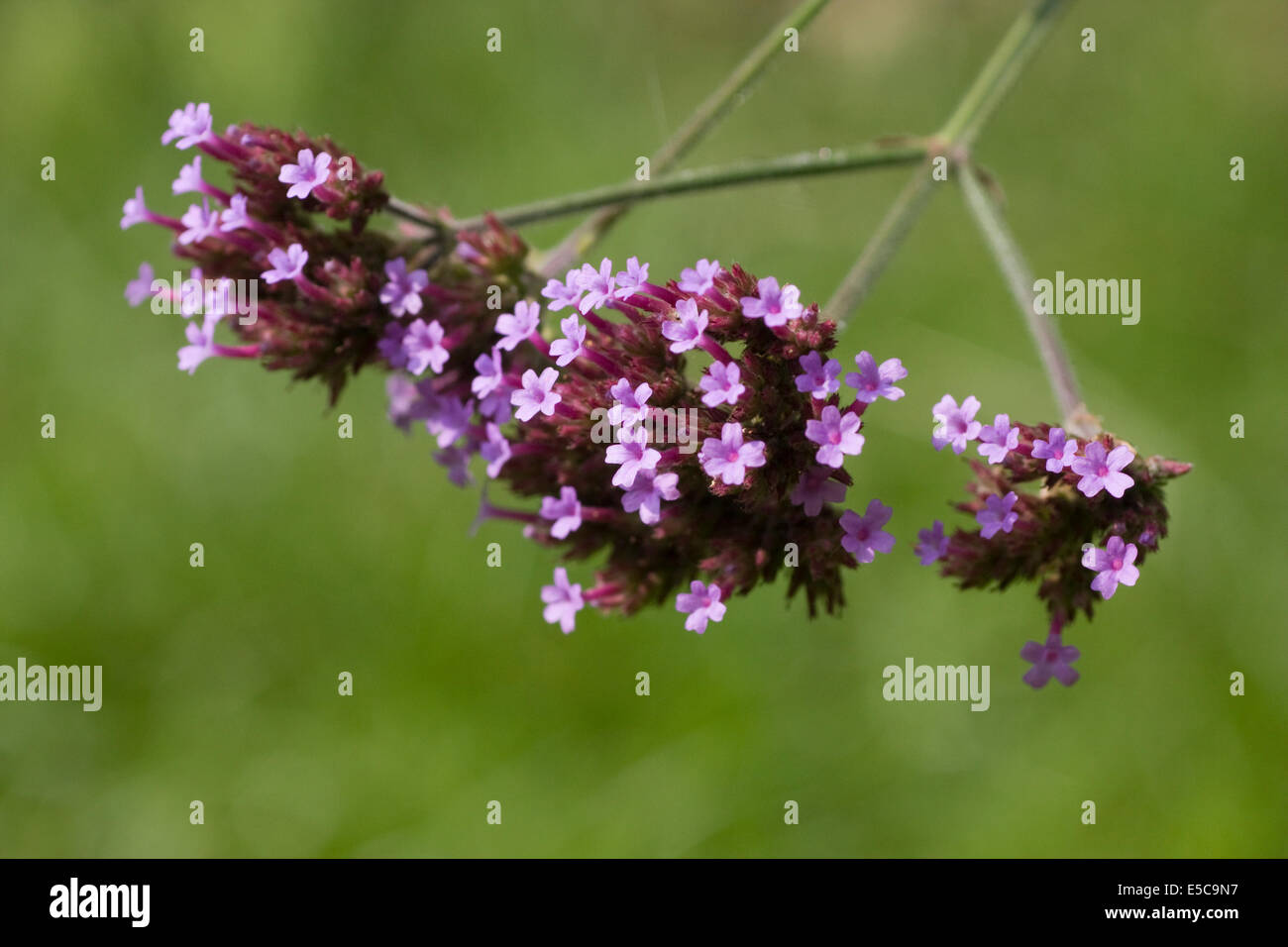Flower of Verbena bonariensis (purpletop vervain, tall verbena ...