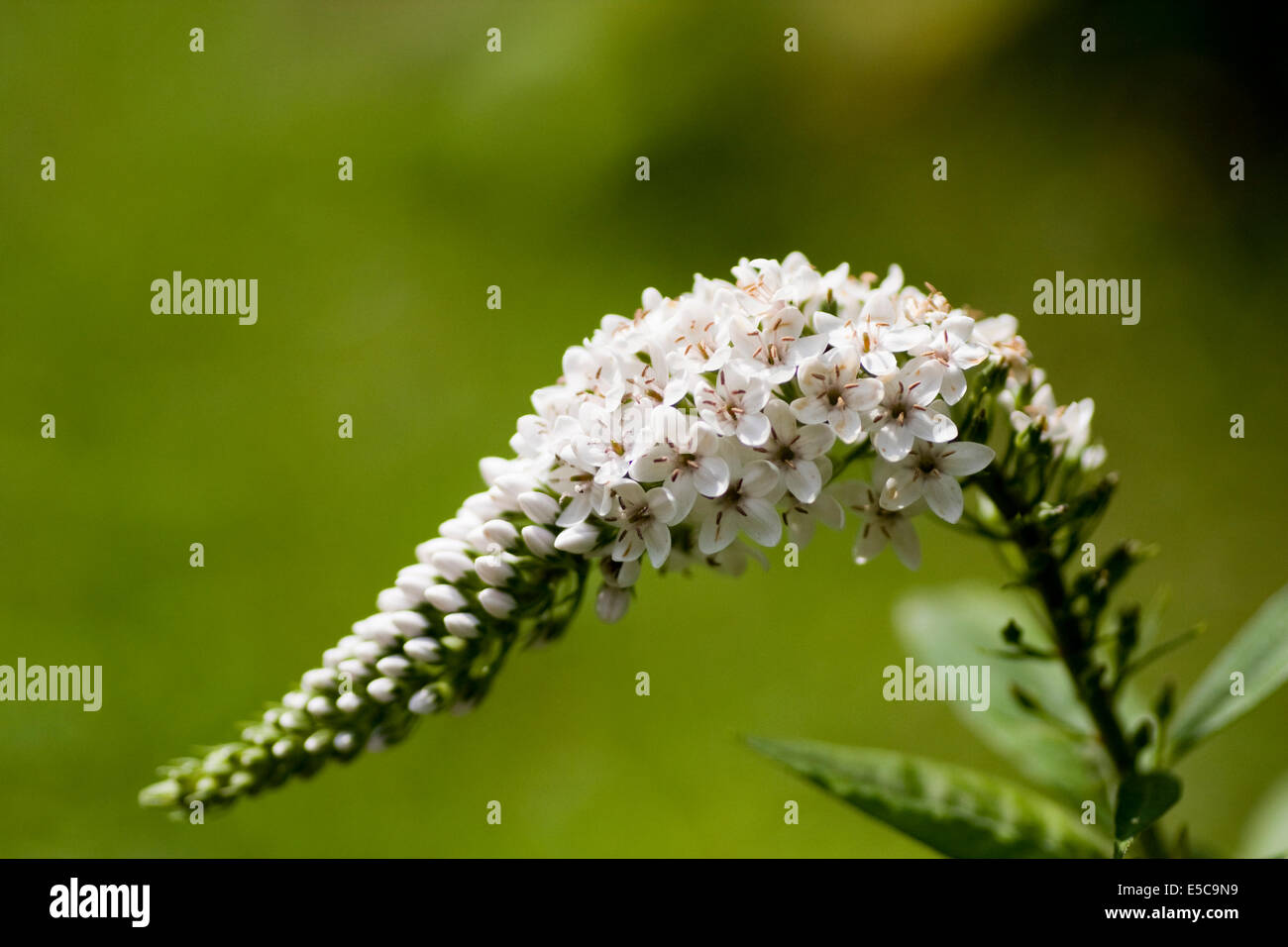 White flower of a gooseneck loosestrife (lysimachia clethroides Stock ...