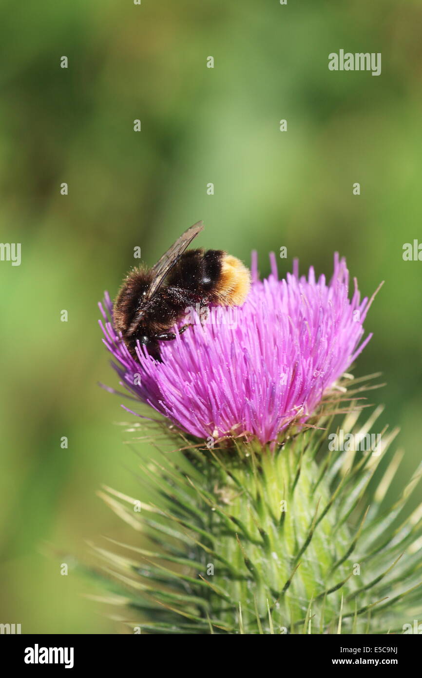 Female bumblebee hi-res stock photography and images - Alamy